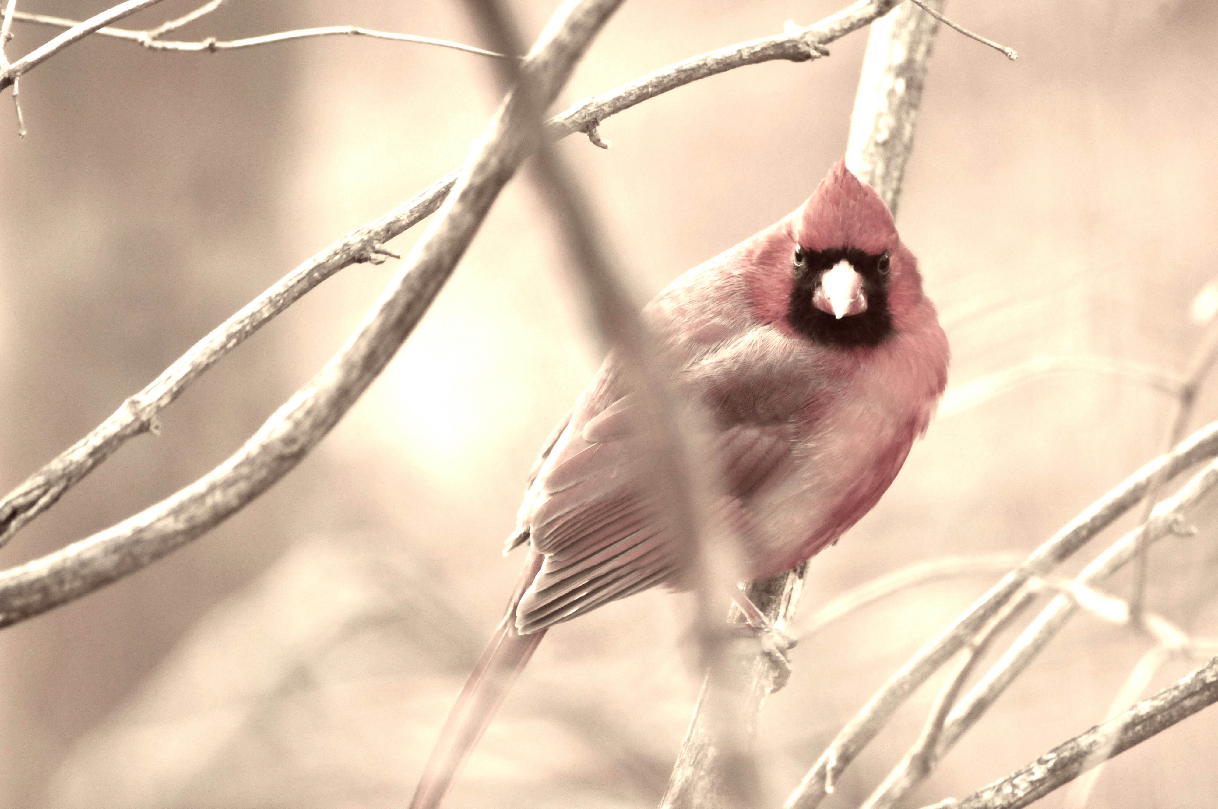 How do tiny birds survive the cold winter? - The Art of Ecology
