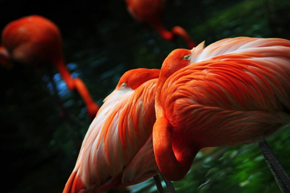 Protecting a Flamboyance - The Art of Ecology