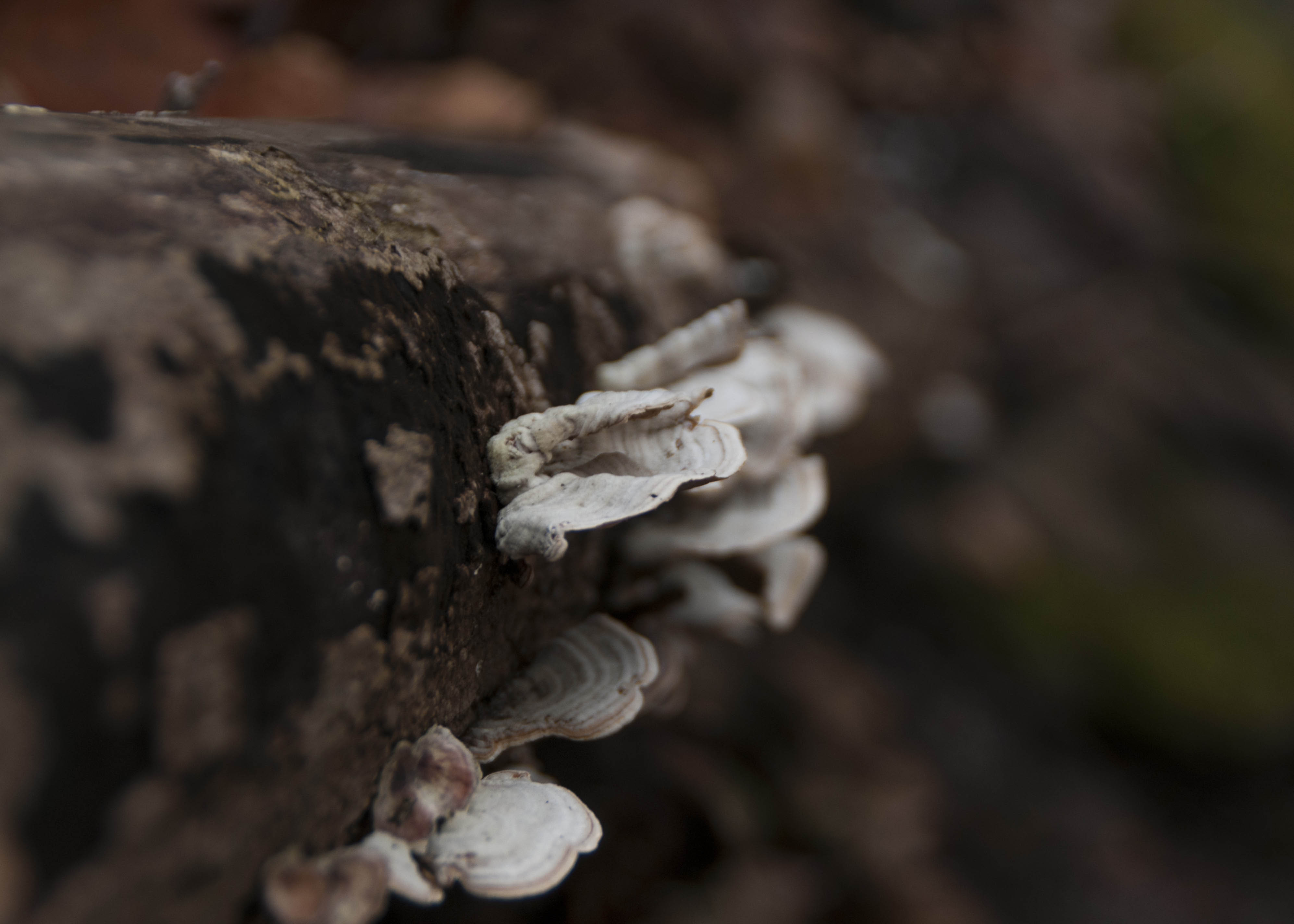 It's Winter. What is still growing beneath our feet? - The Art of Ecology