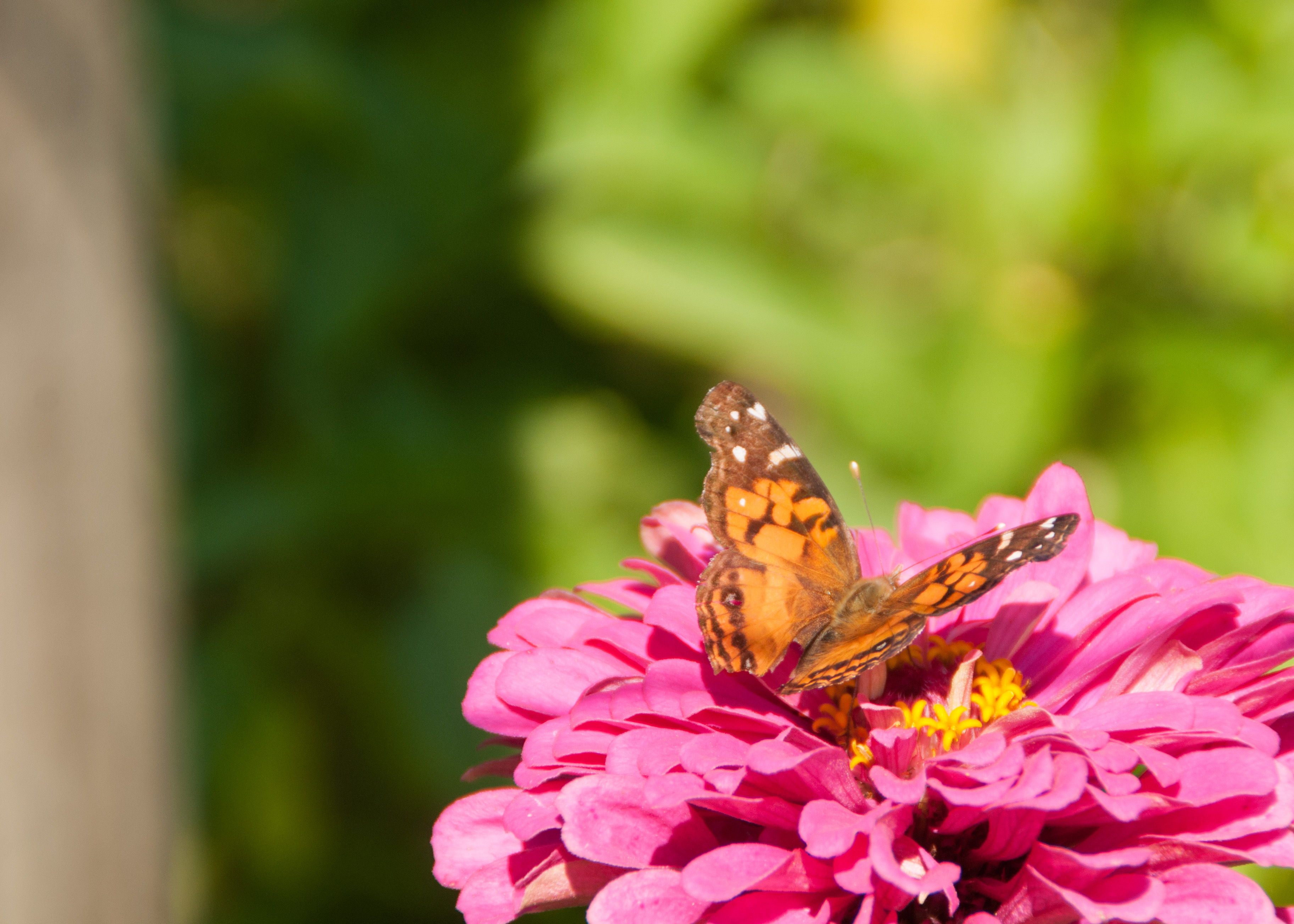 Butterflies: How to Add Extra Color to Your Garden - The Art of Ecology