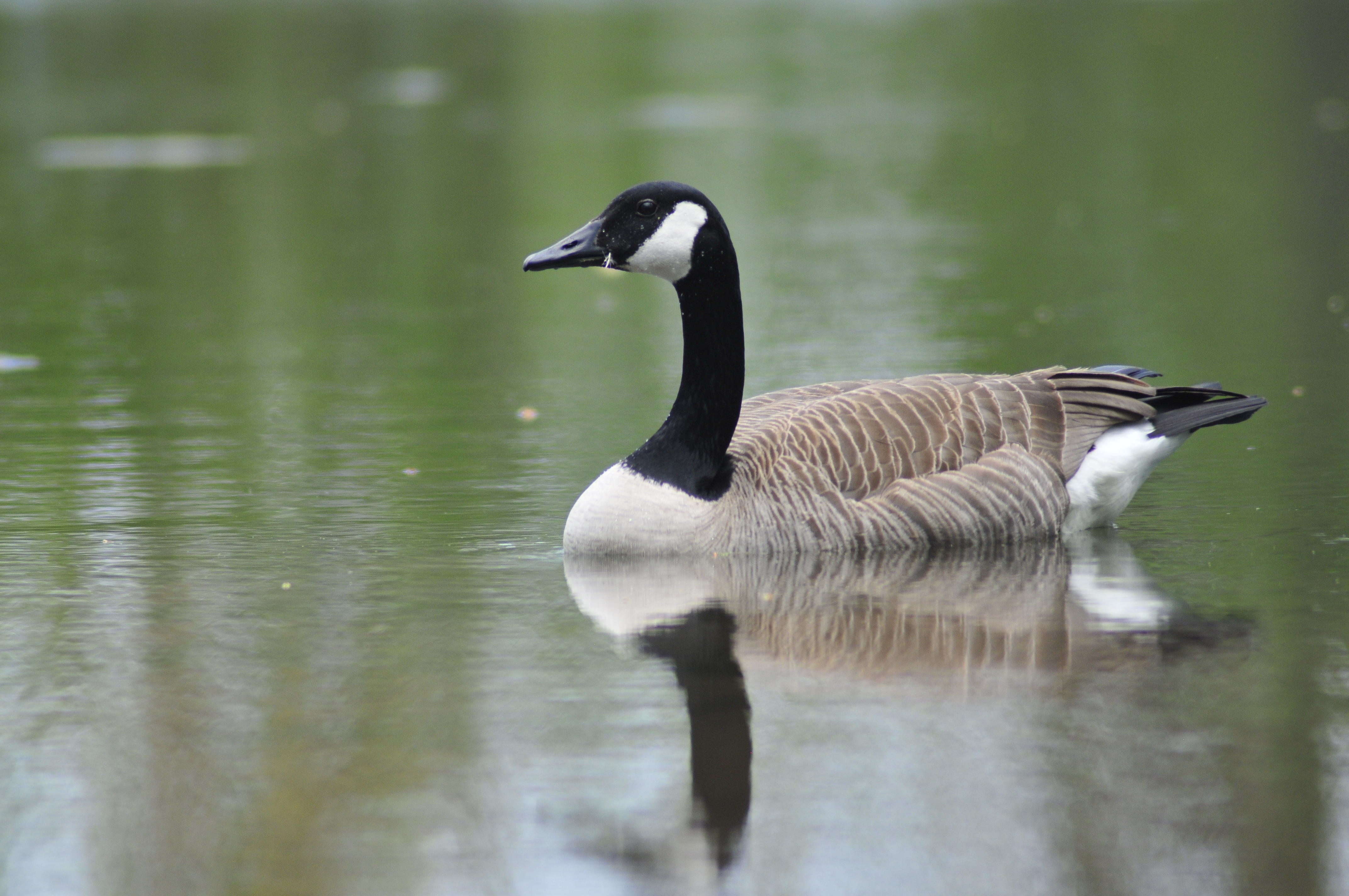 Beautifully Built Bird Beaks & Bills - The Art of Ecology