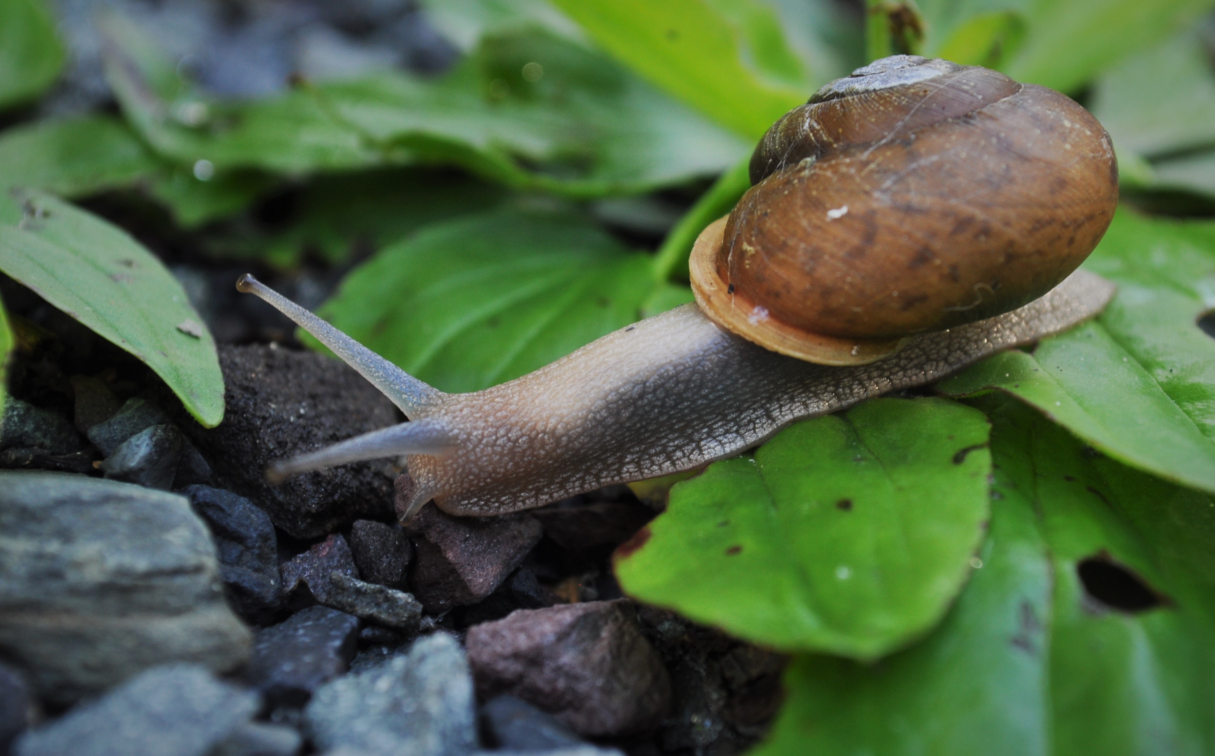 Work With Nature - Not Against It! - The Art of Ecology