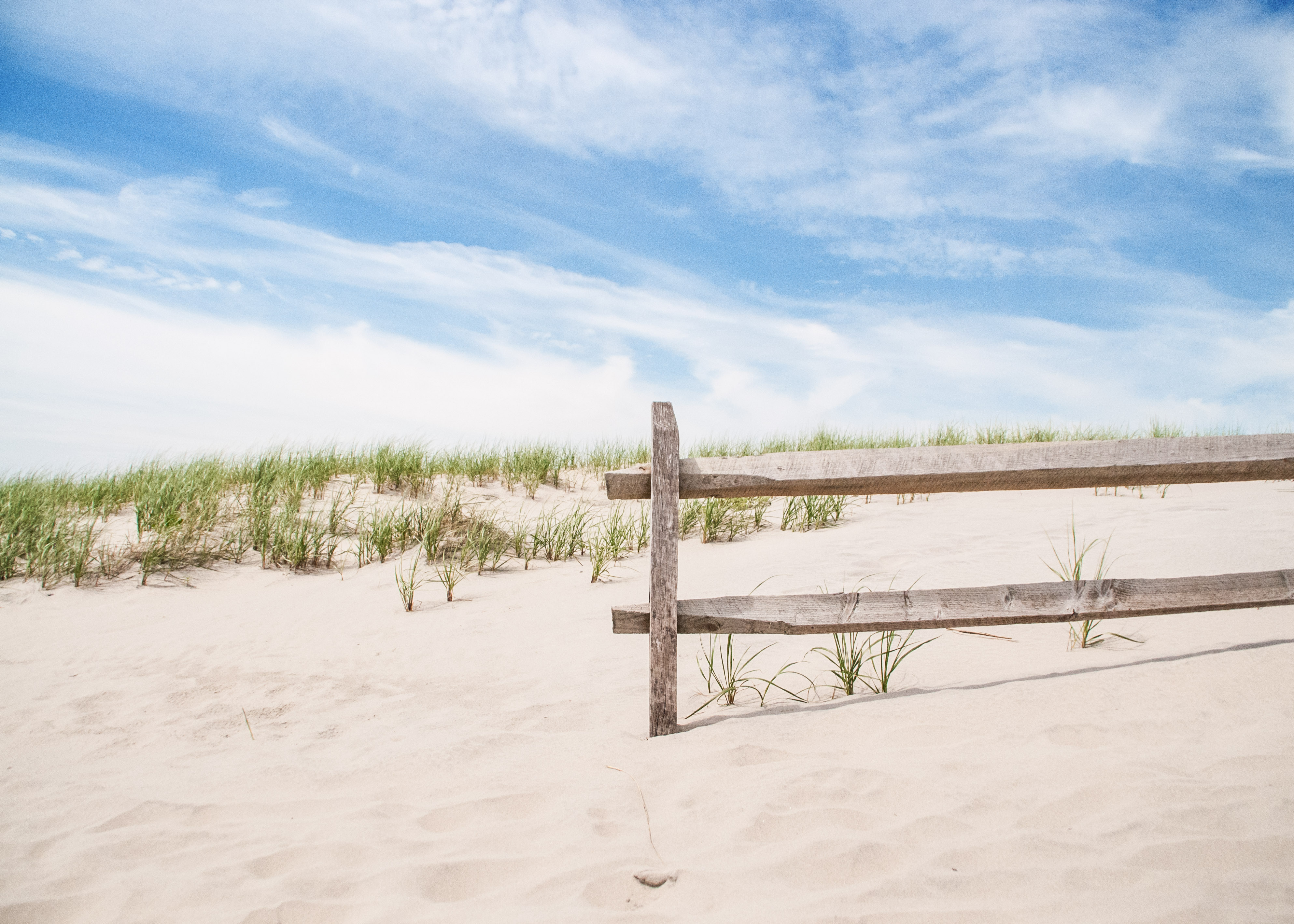 Sand Swept and Wind Blown Plant Adaptations – The Art of Ecology