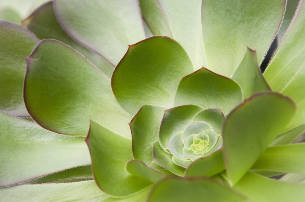 Succulents - The Art of Ecology