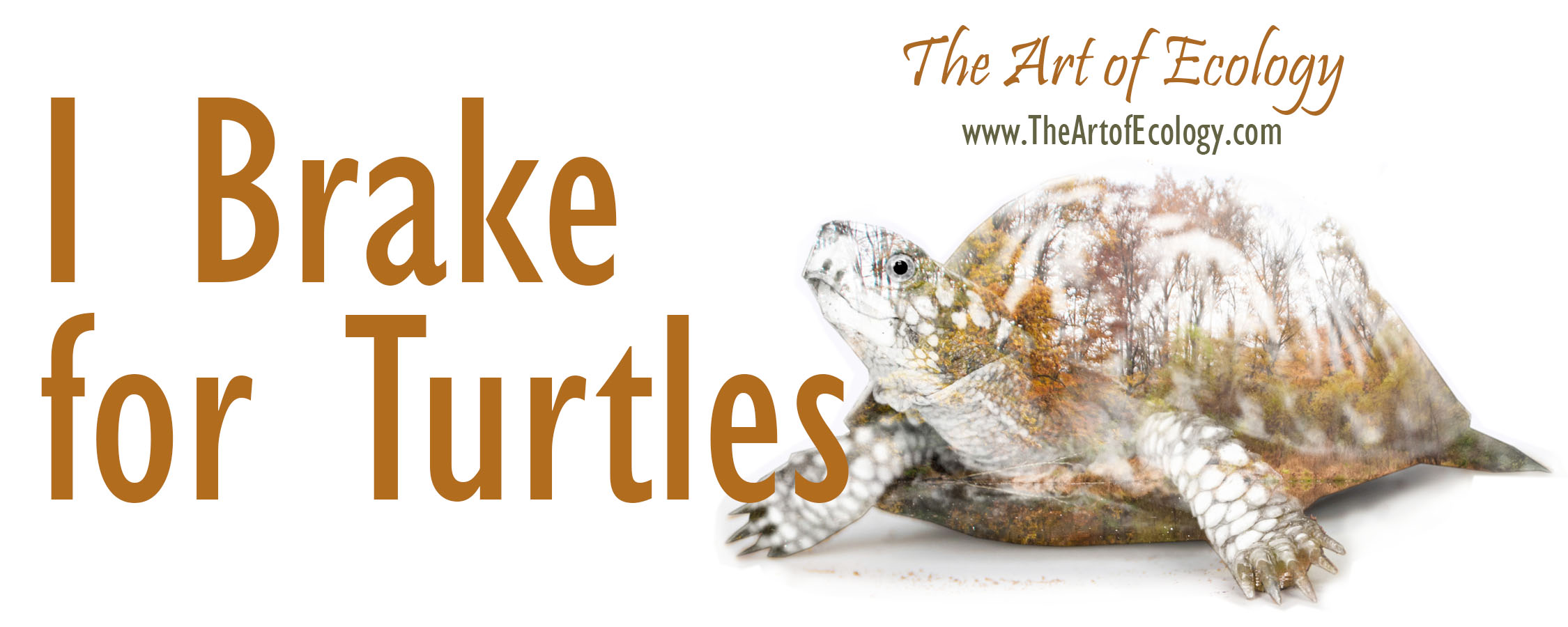 I Brake for Turtles Sticker - The Art of Ecology