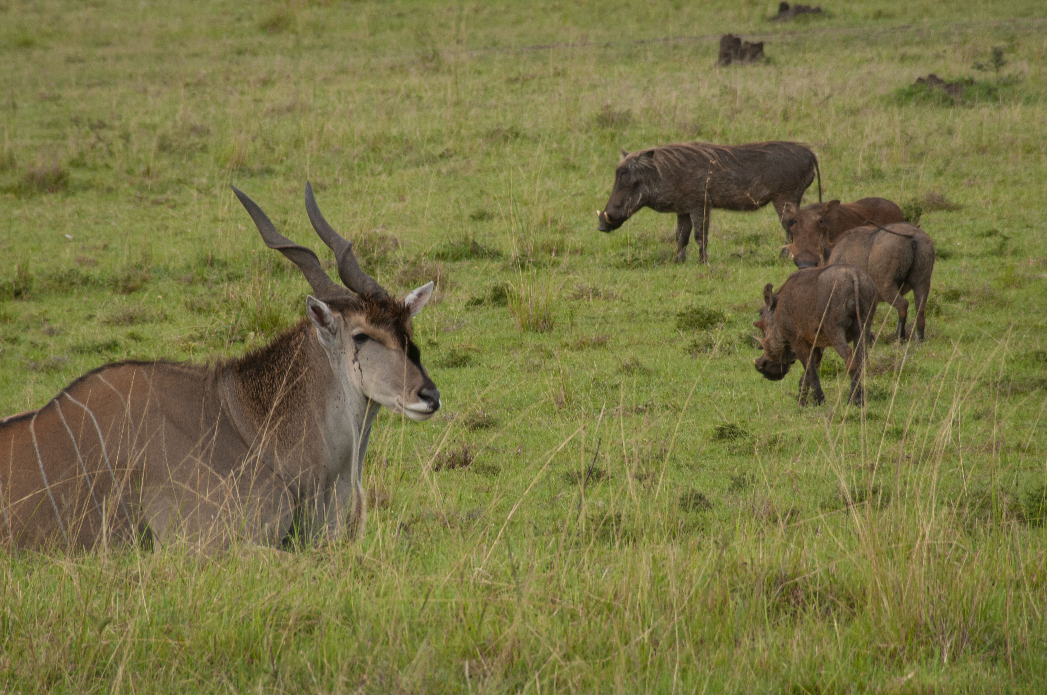 Kenya 2021 - The Art of Ecology