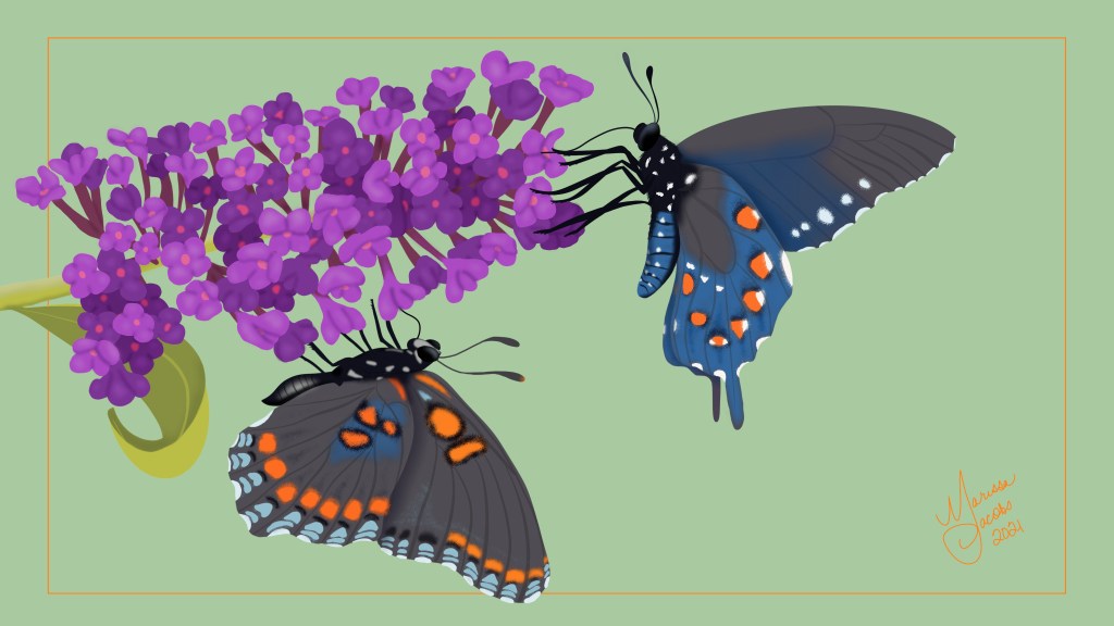 Botanical Illustration Workshop (Introductory) - The Art of Ecology