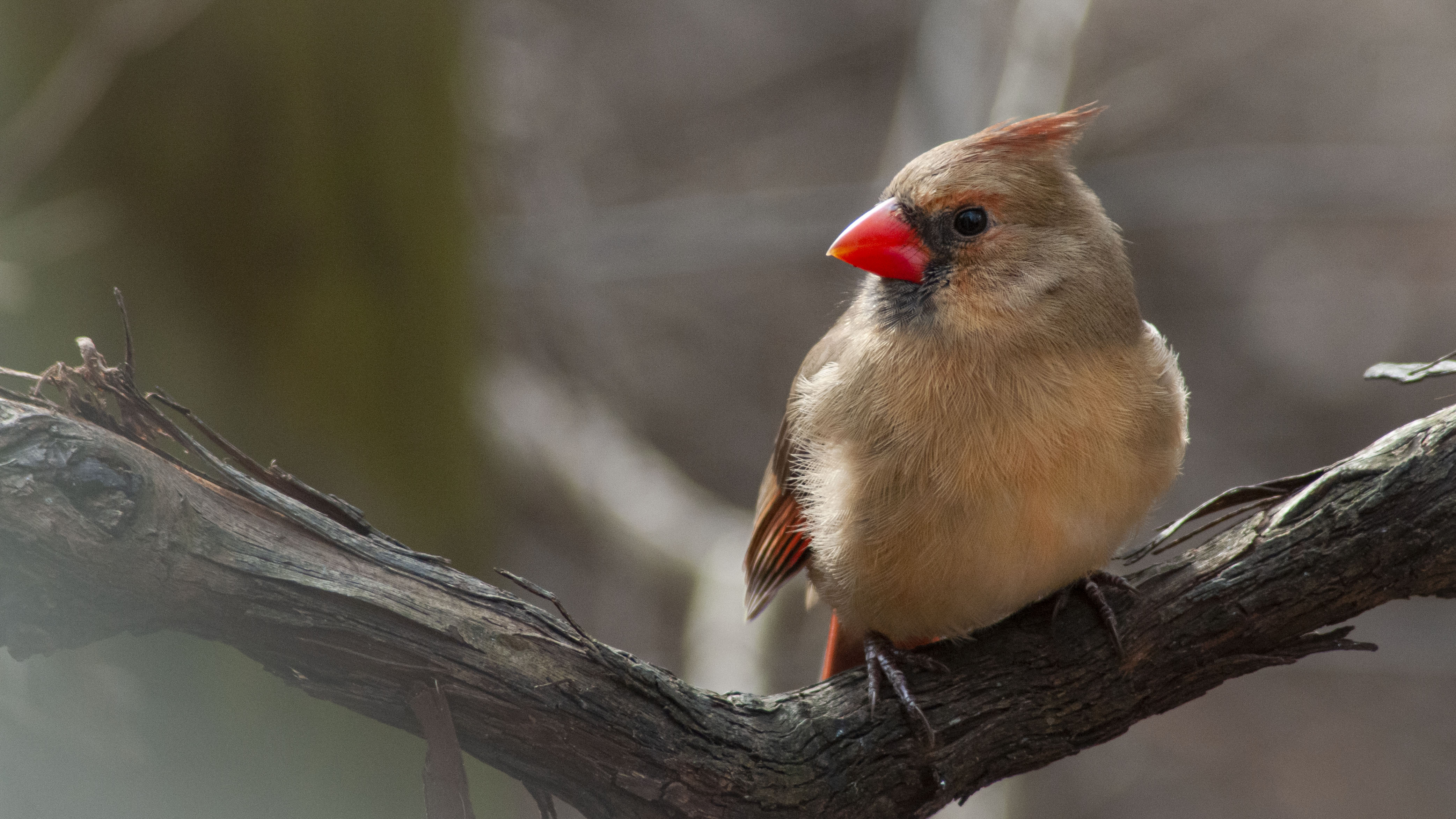 Get Excited about the Great Backyard Bird Count! - The Art of Ecology