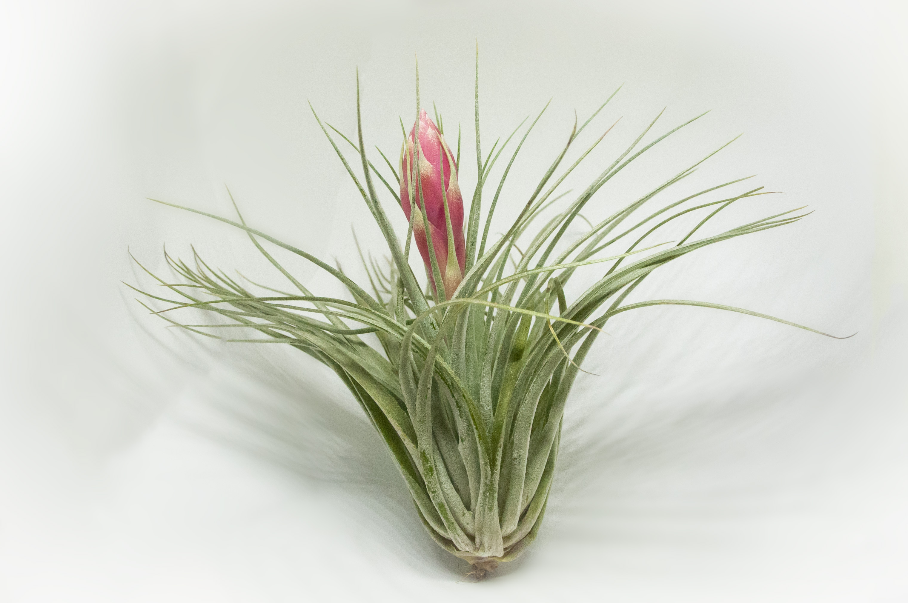Amazing Air Plants: Exploring Trichomes, Pups, and Epiphytes - The Art ...