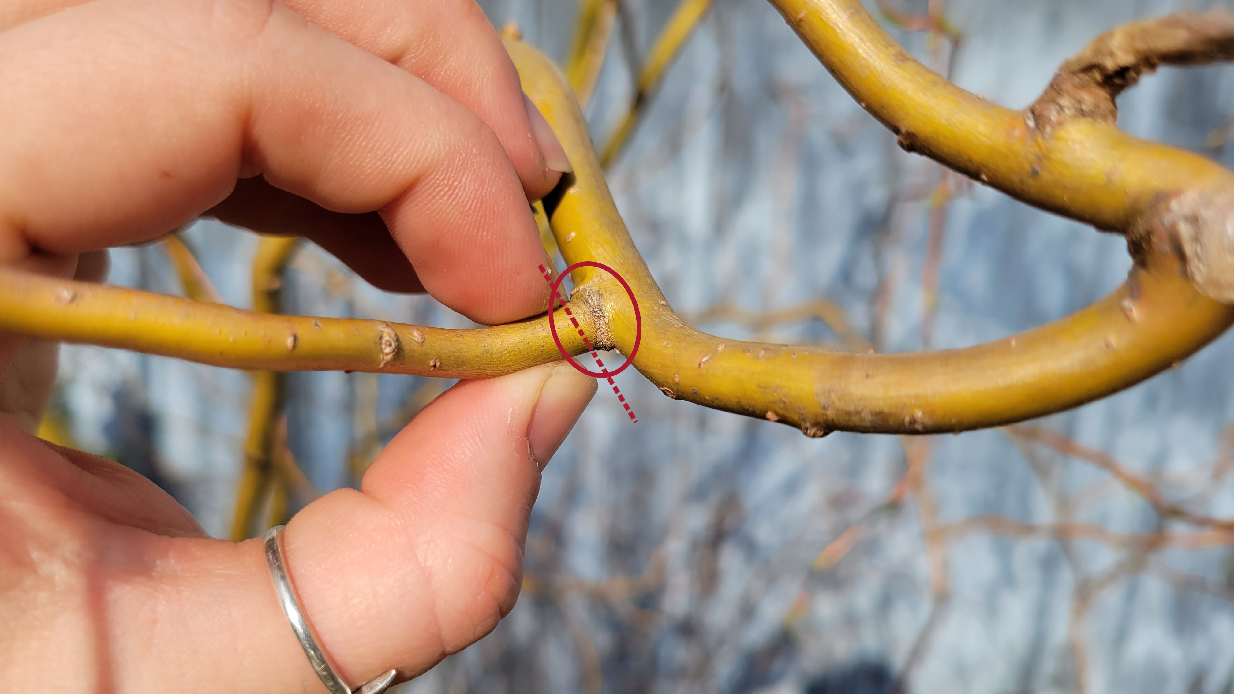 Terrific Trees: Foraging Walk - The Art of Ecology