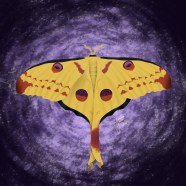 March Moth Madness The Art Of Ecology March Moth Madness The Art Of Ecology