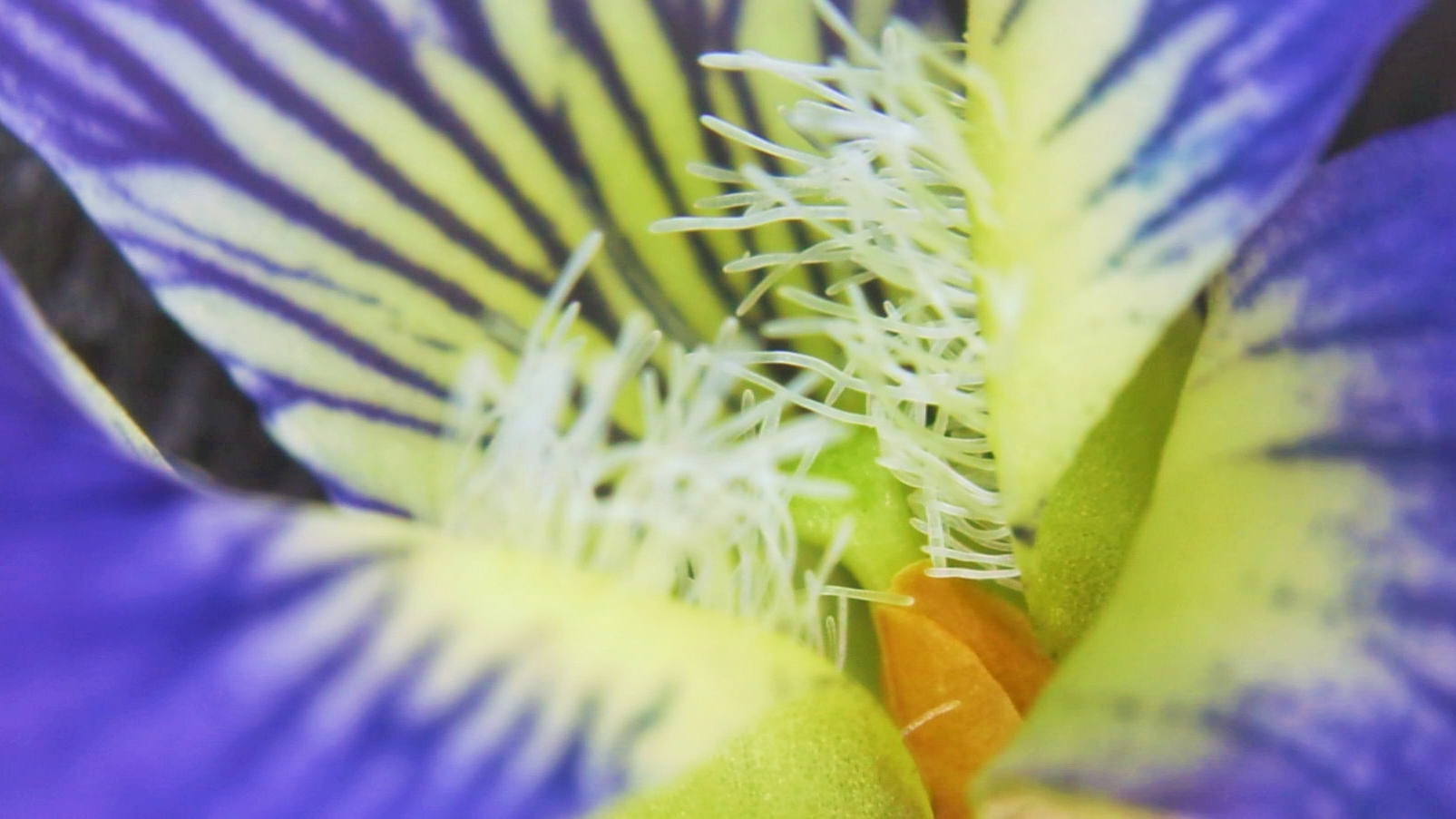 Flower Morphology: Why does it look like that? - The Art of Ecology